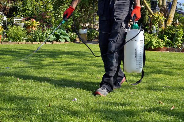 Spraying Lawns for Prickles in Spring | Lawn Mowing Services | Blog ...